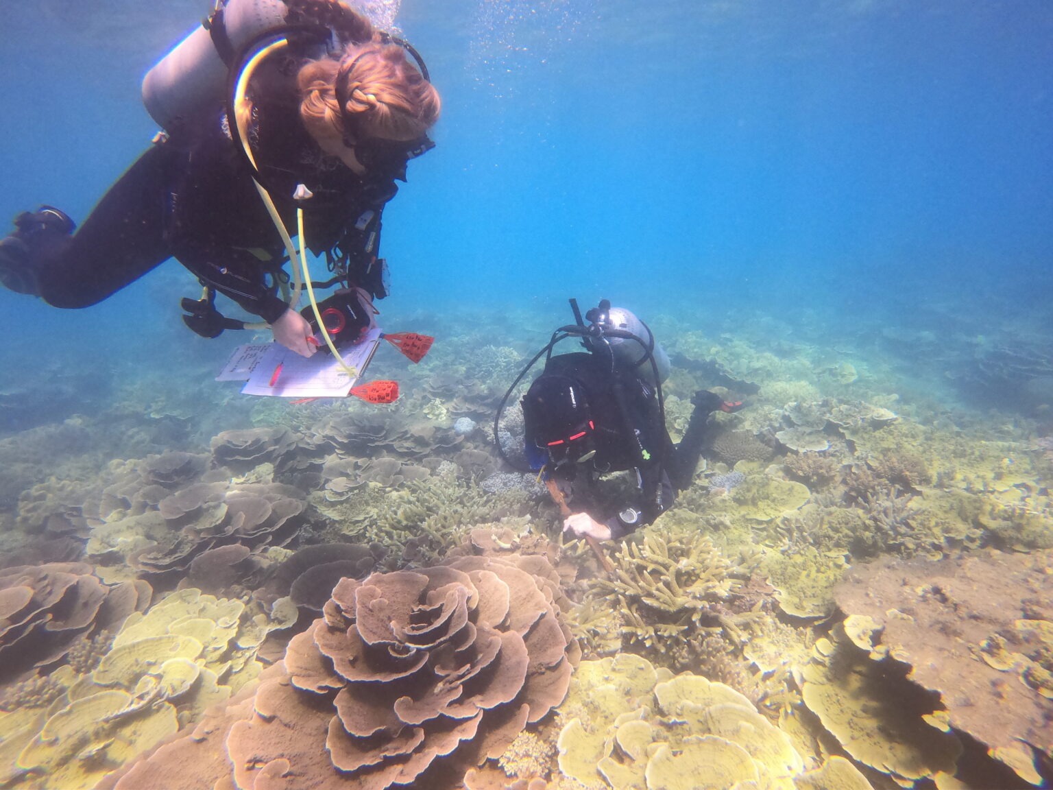 A Day On The Reef | Cairns & Great Barrier Reef
