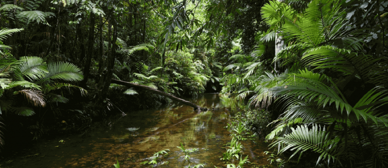 Wet Tropical Rainforest Facts | Cairns & Great Barrier Reef