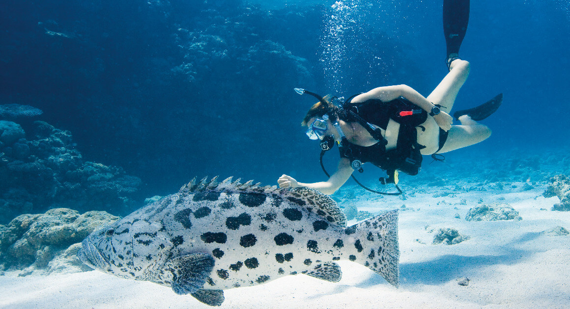 Famous Residents Of The Reef | Cairns & Great Barrier Reef