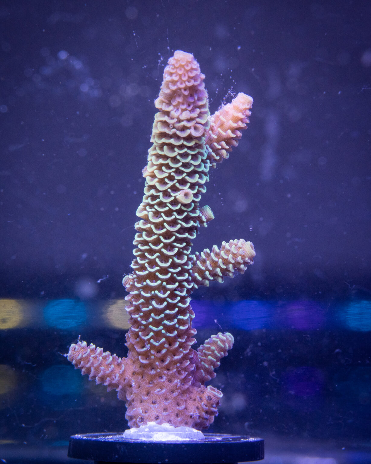 Caring for Coral: Nurturing the Beauty of the Reef | Cairns & Great ...