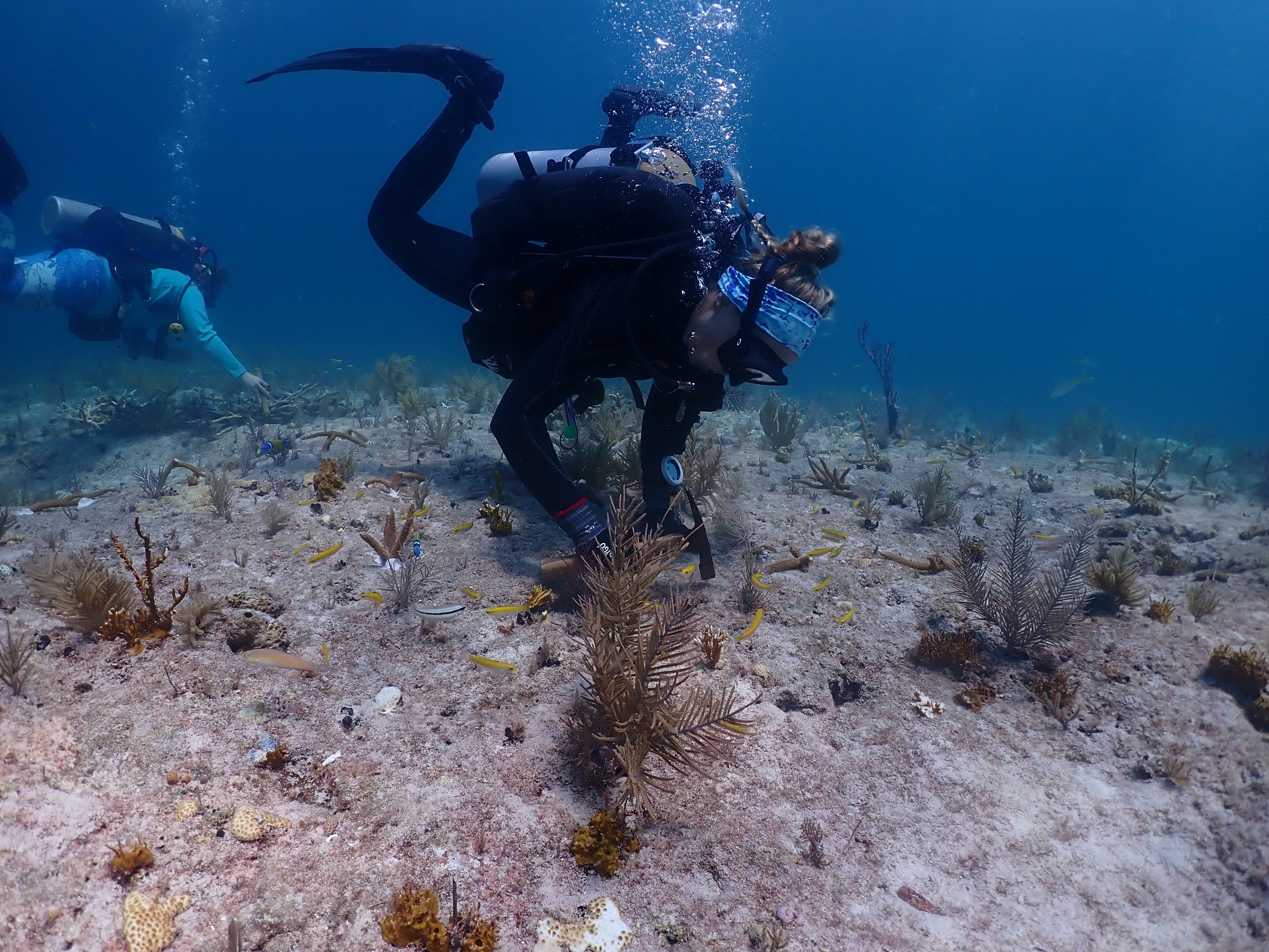 Caring for Coral: Nurturing the Beauty of the Reef | Cairns & Great ...