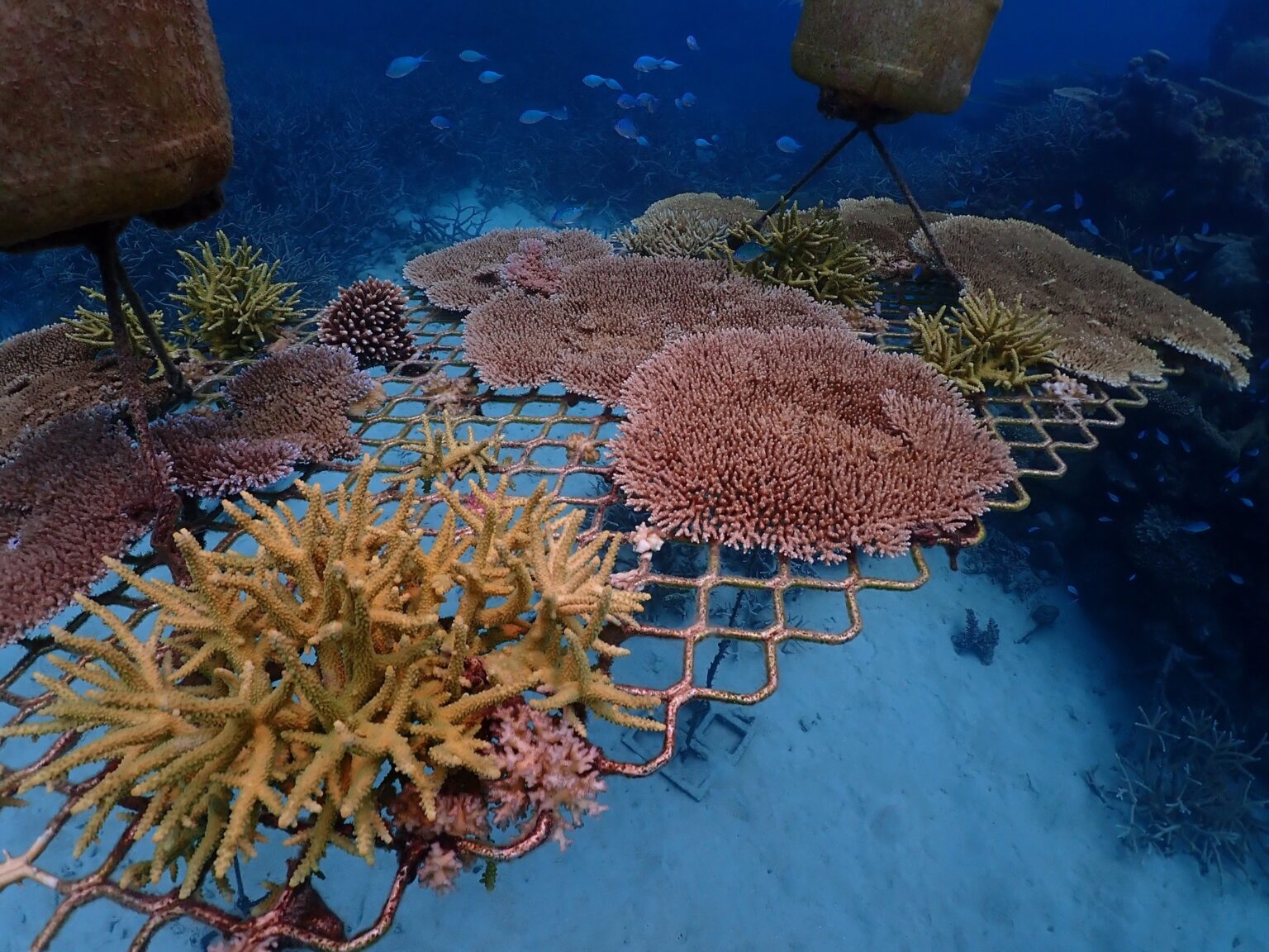 Caring for Coral: Nurturing the Beauty of the Reef | Cairns & Great ...