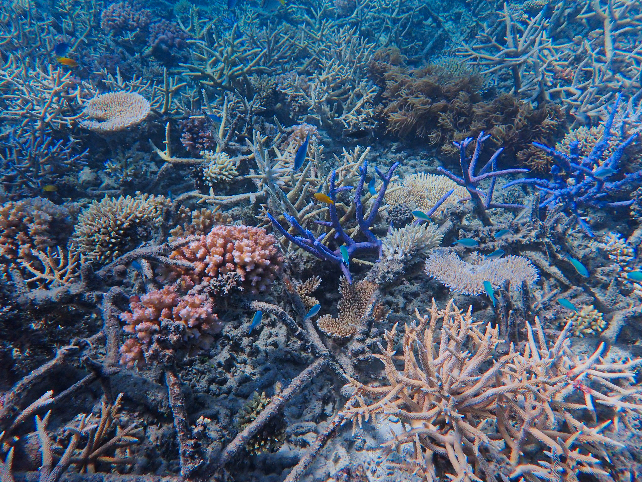 Caring for Coral: Nurturing the Beauty of the Reef | Cairns & Great ...