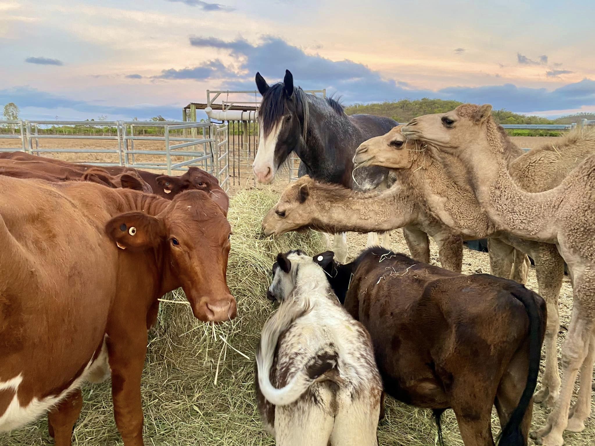 Agritourism Gems in Mareeba Shire | Cairns & Great Barrier Reef