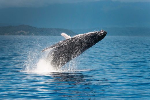 Fun Facts About The Reef | Cairns & Great Barrier Reef