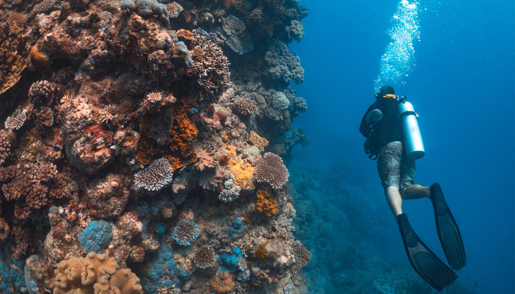Great Barrier Reef Experiences | Cairns & Great Barrier Reef
