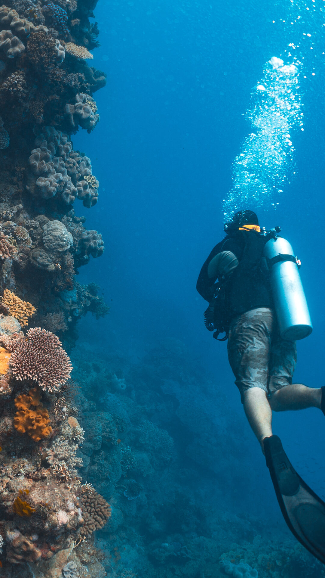 Iconic Big Things Of North Queensland | Cairns & Great Barrier Reef