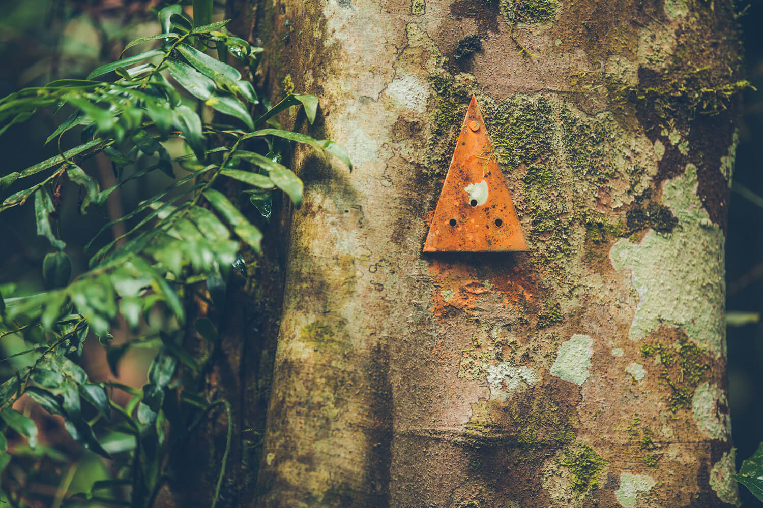 Bump Track BMX Bike Trails | Cairns & Great Barrier Reef