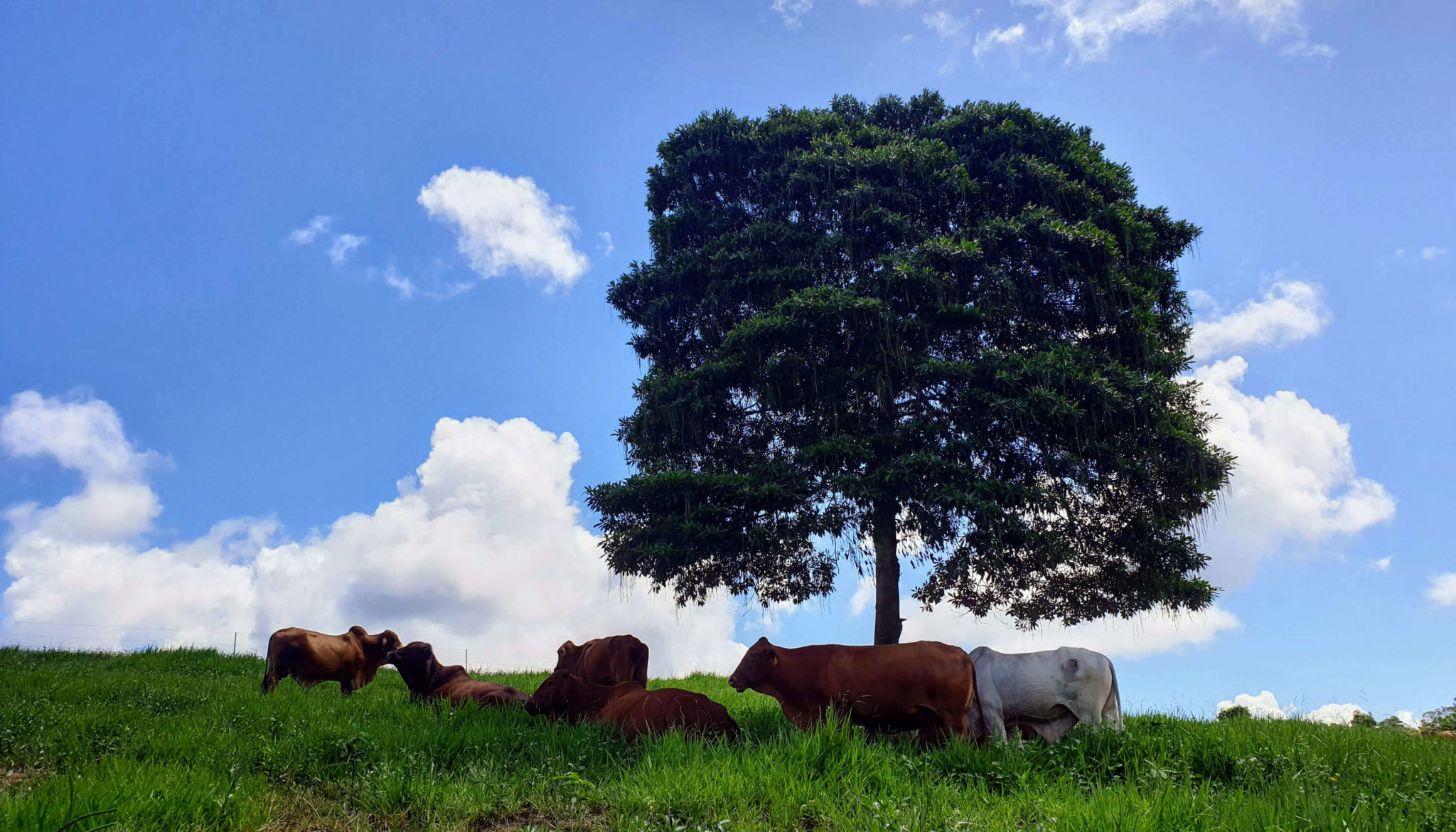 Kurcow Farm Experience | Cairns & Great Barrier Reef