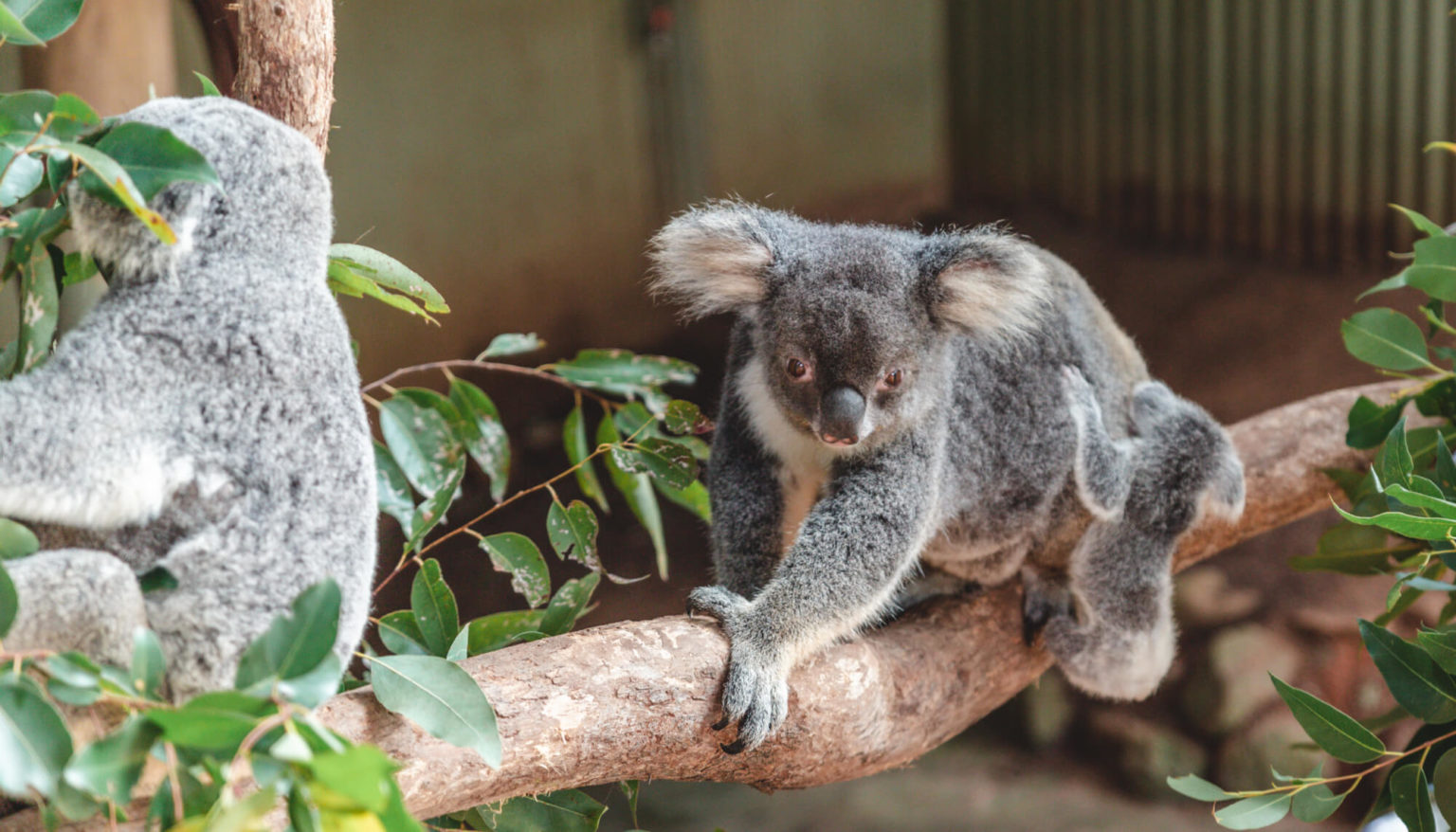 Croc Wise Safety Information | Cairns & Great Barrier Reef