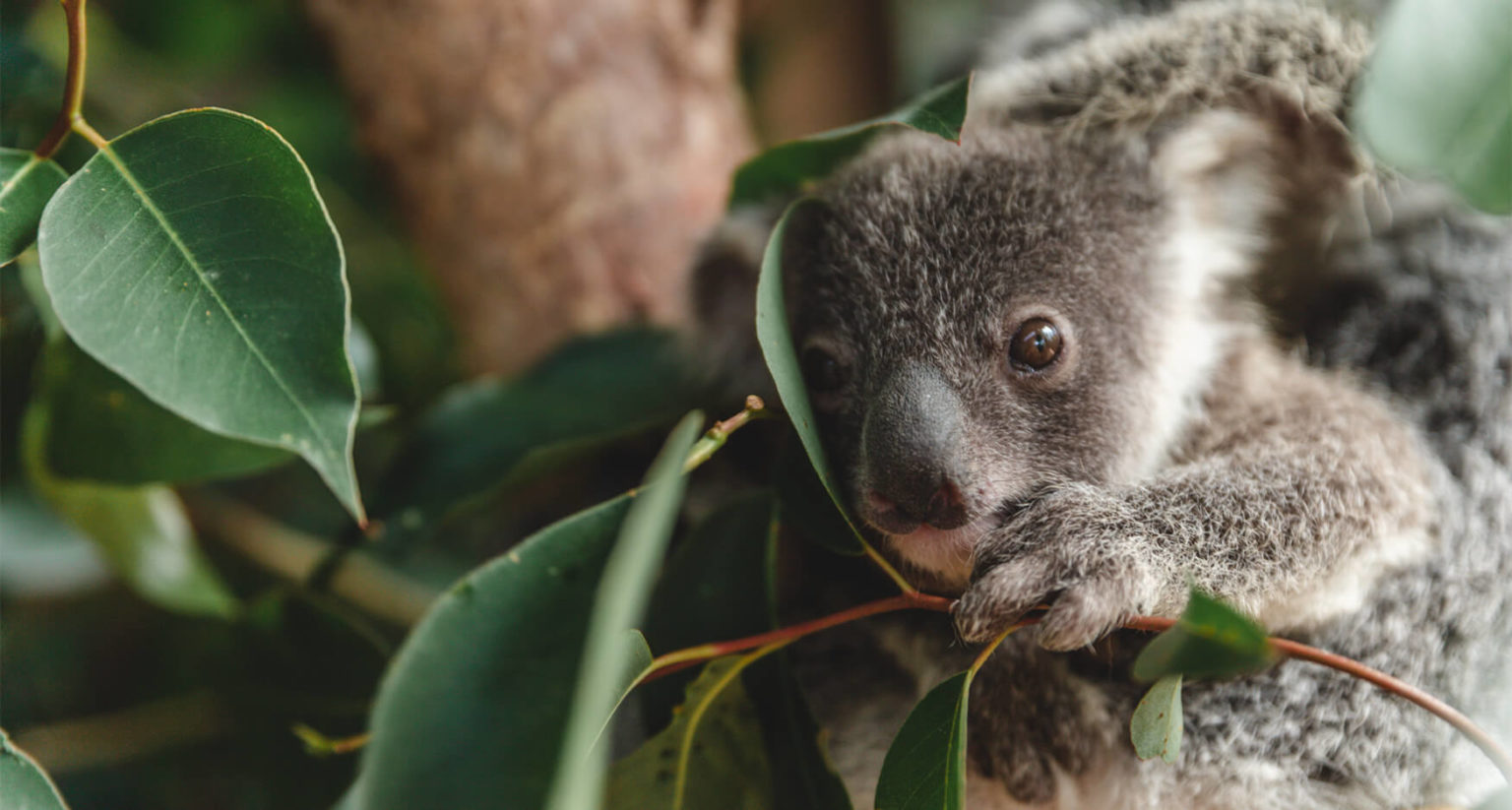 Tropical Rainforest Wildlife | Cairns & Great Barrier Reef