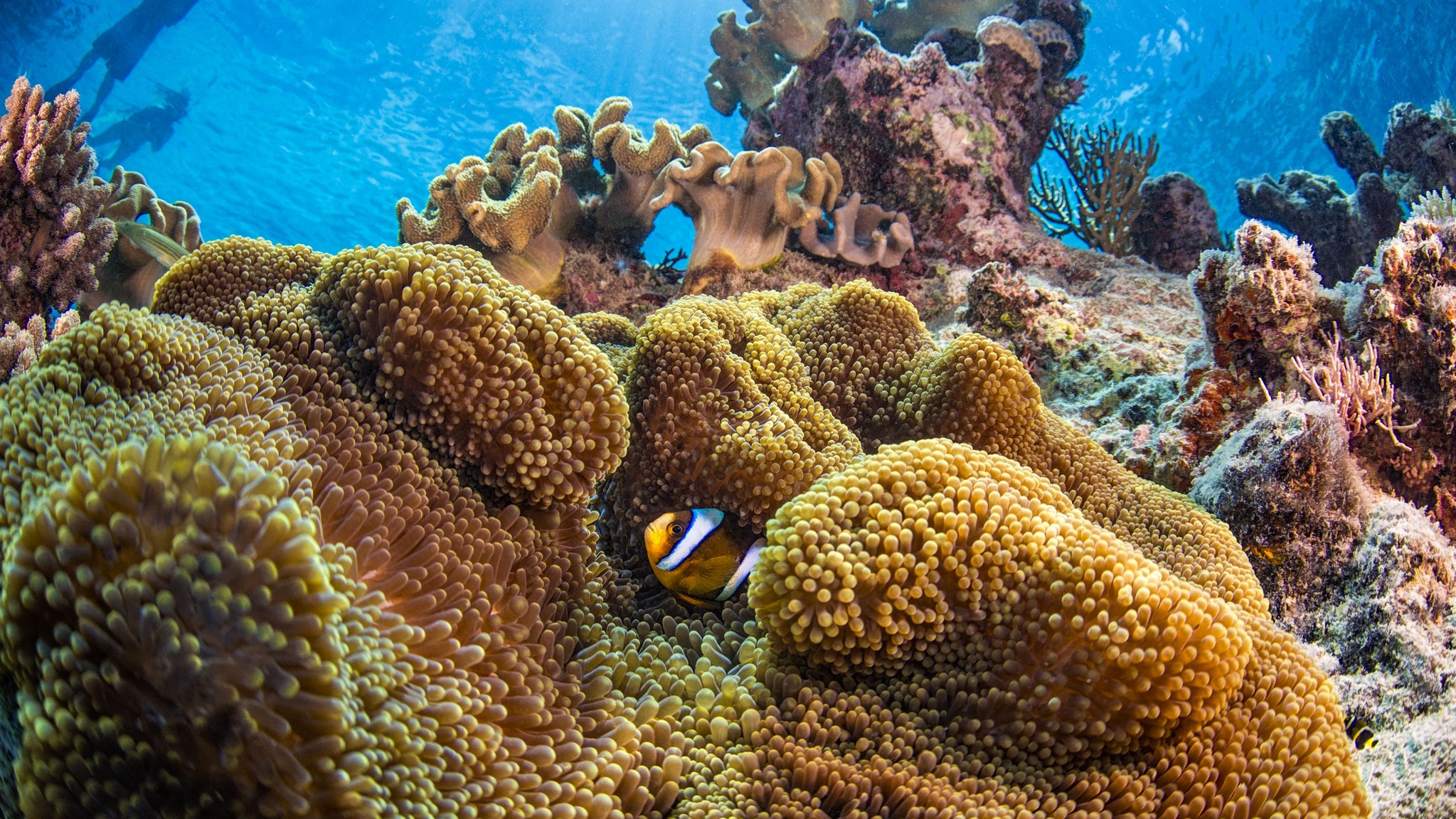 Ways You Can Help Protect The Reef | Cairns & Great Barrier Reef