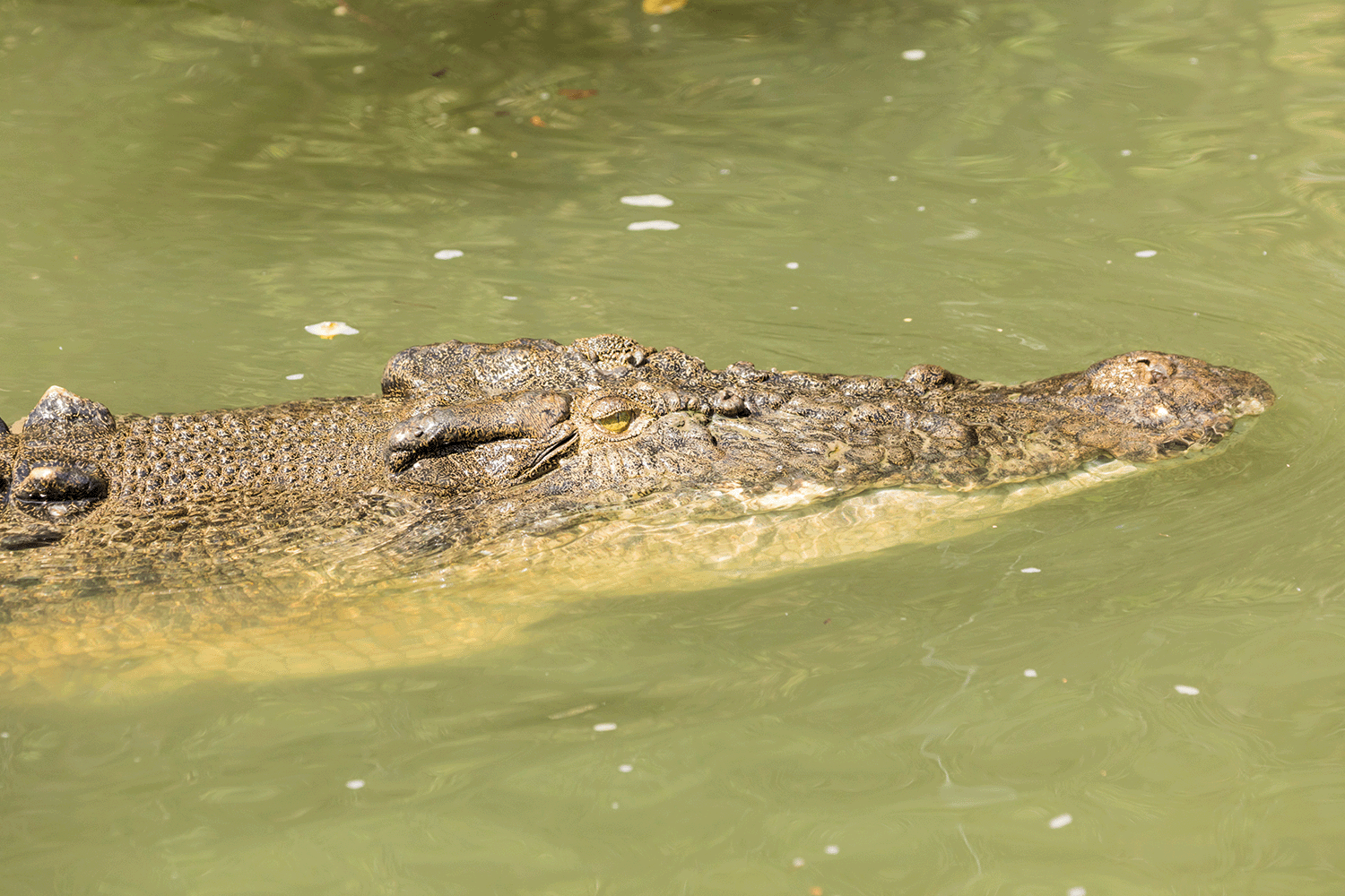 Things To Do In The Daintree | Cairns & Great Barrier Reef