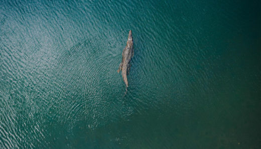 Croc Wise Safety Information | Cairns & Great Barrier Reef