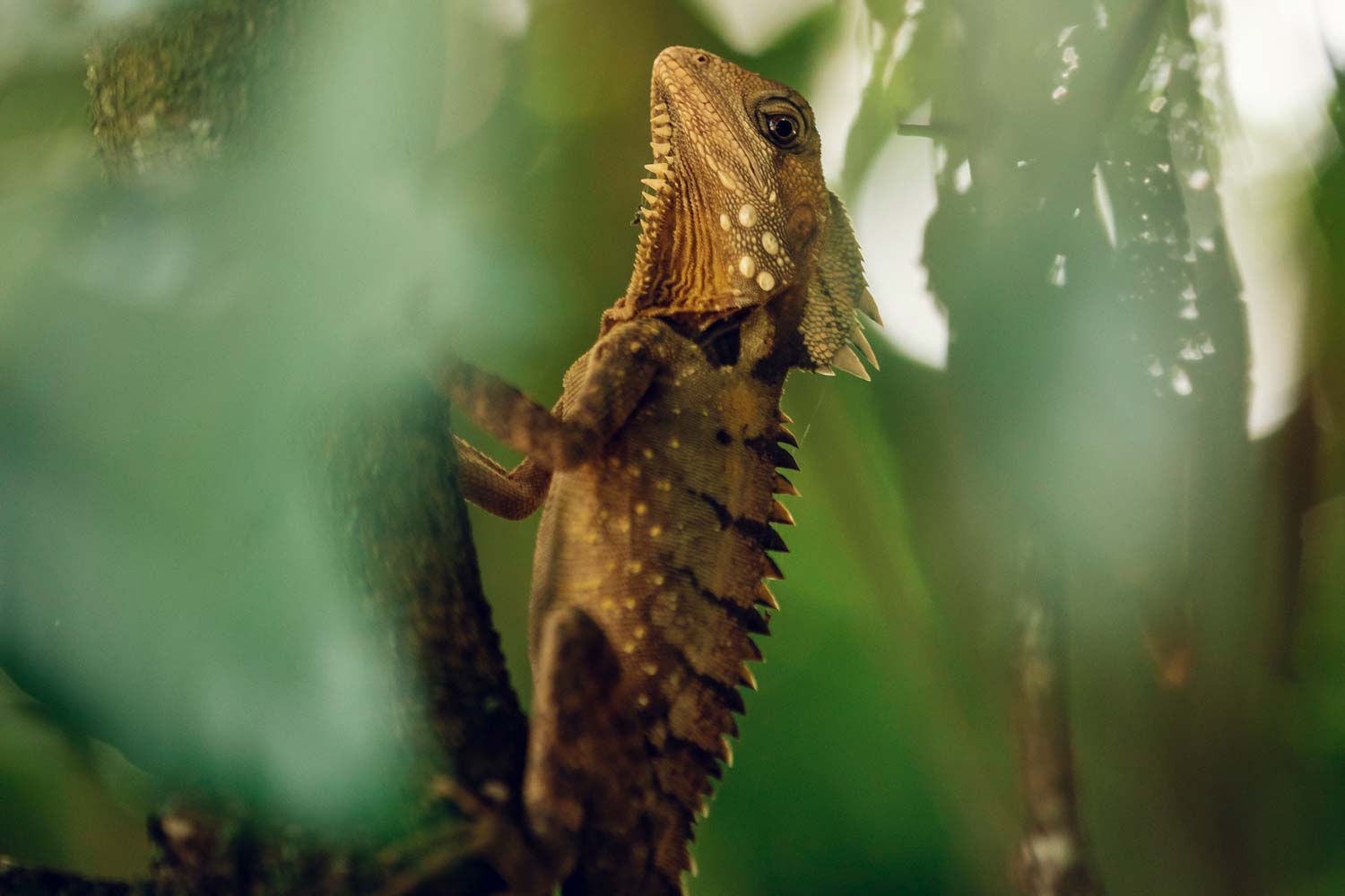 Endemic species of the Wet Tropics to tick off your list | Cairns ...