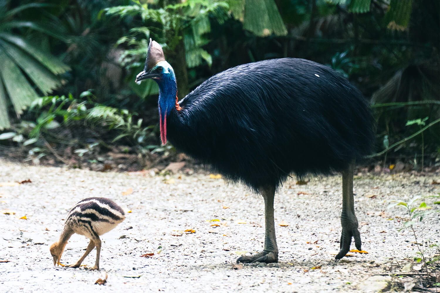 Spectacular Nature Of North Queensland | Cairns & Great Barrier Reef