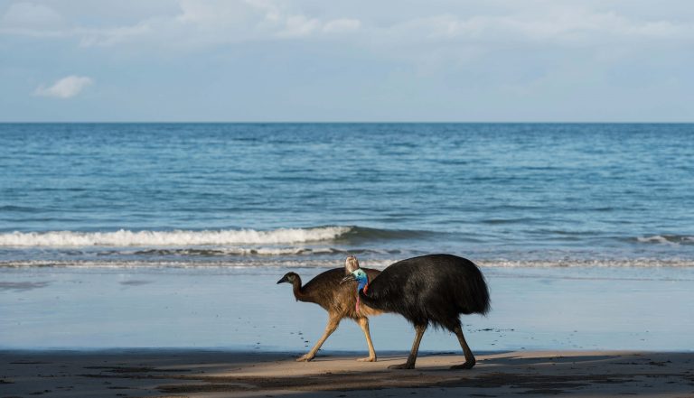 Cassowary Spotting In Tropical Rainforests | Cairns & Great Barrier Reef