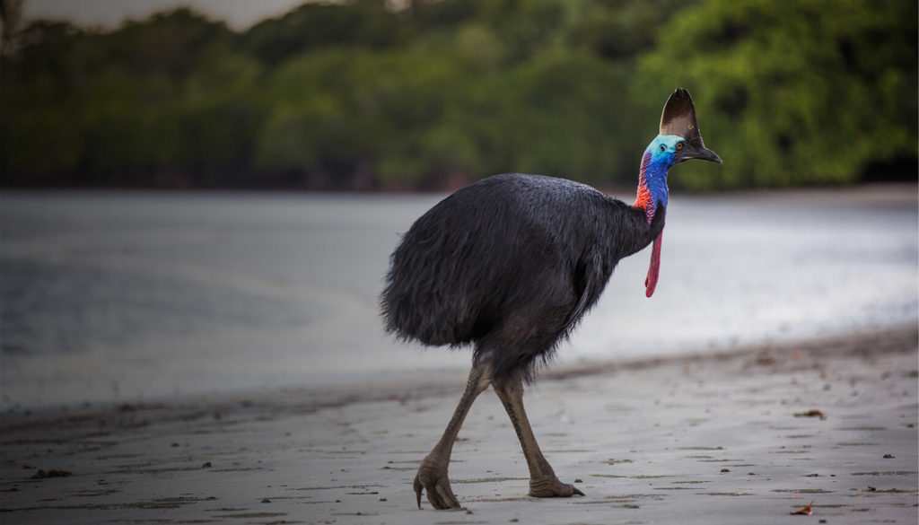 Croc Wise Safety Information | Cairns & Great Barrier Reef