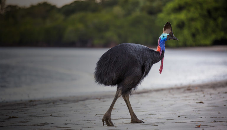 Croc Wise Safety Information | Cairns & Great Barrier Reef