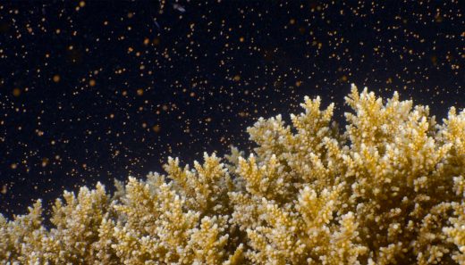 What Is Coral Spawning? | Cairns & Great Barrier Reef