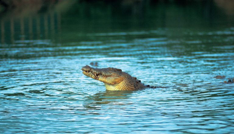 Everything you need to know about crocodiles in Tropical North ...