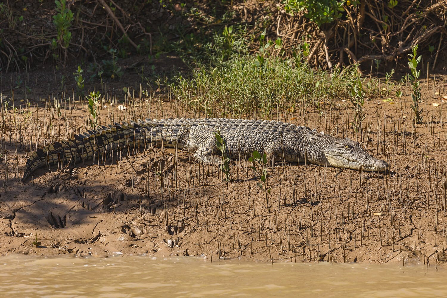 Crocodile Spotting Tours | Cairns & Great Barrier Reef