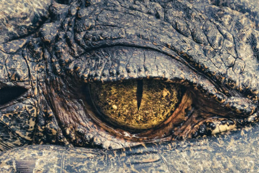 Everything you need to know about crocodiles in Tropical North ...