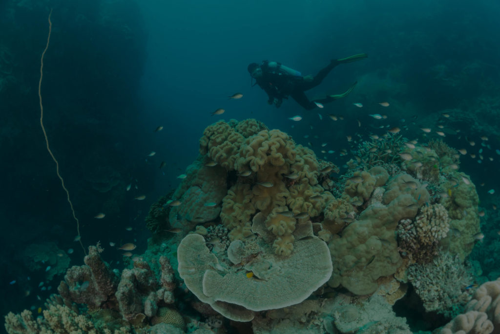 Everything you need to know about Master Reef Guides | Cairns & Great ...
