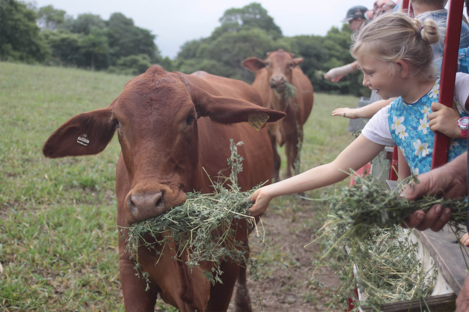 Kurcow Farm Experience | Cairns & Great Barrier Reef