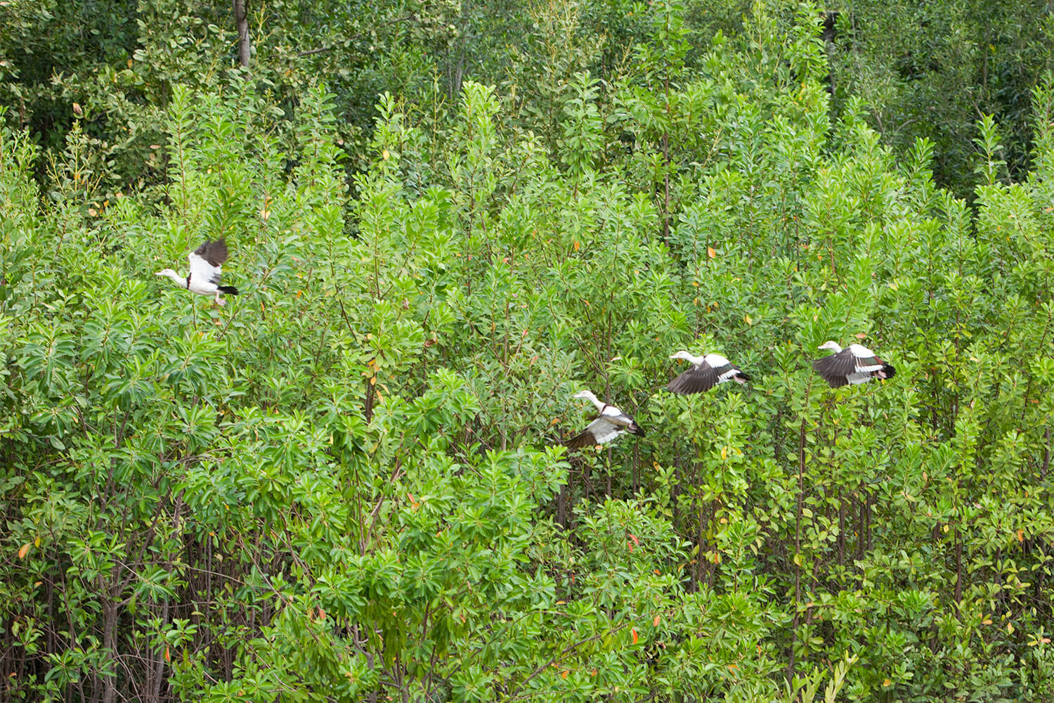 Things To Do In Cooktown | Cairns & Great Barrier Reef