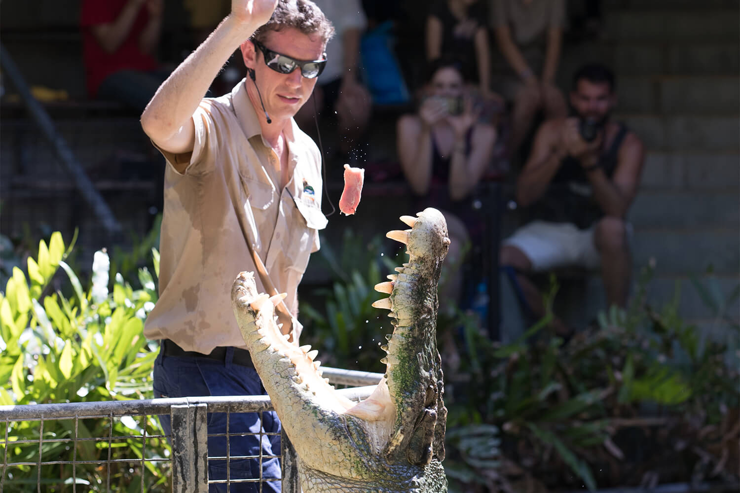Things You Don't Know About Crocodiles | Cairns & Great Barrier Reef