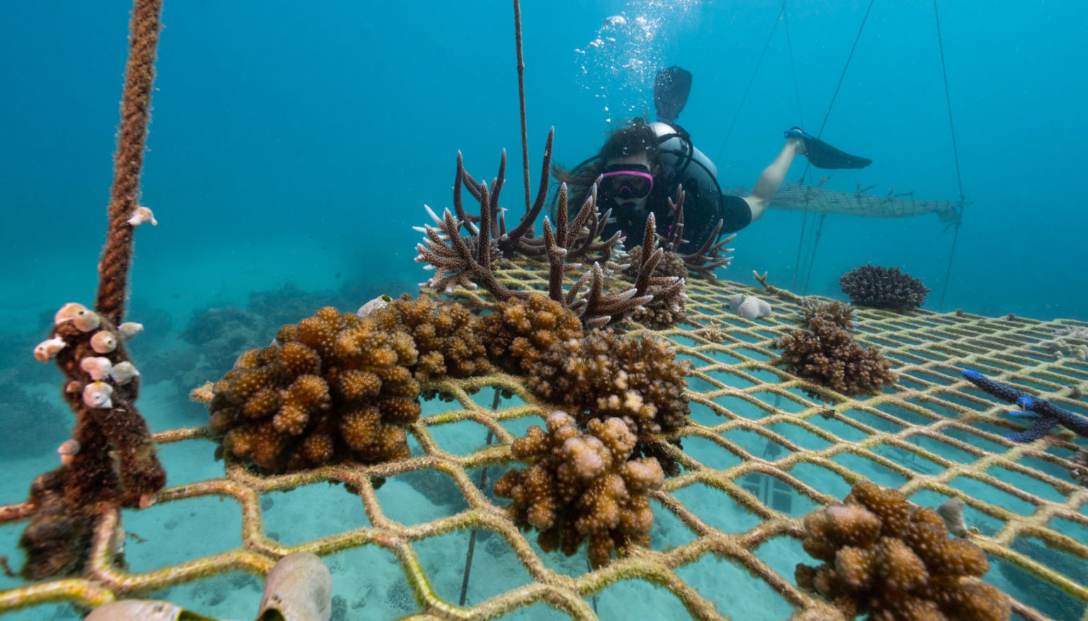 Ways You Can Help Protect The Reef | Cairns & Great Barrier Reef