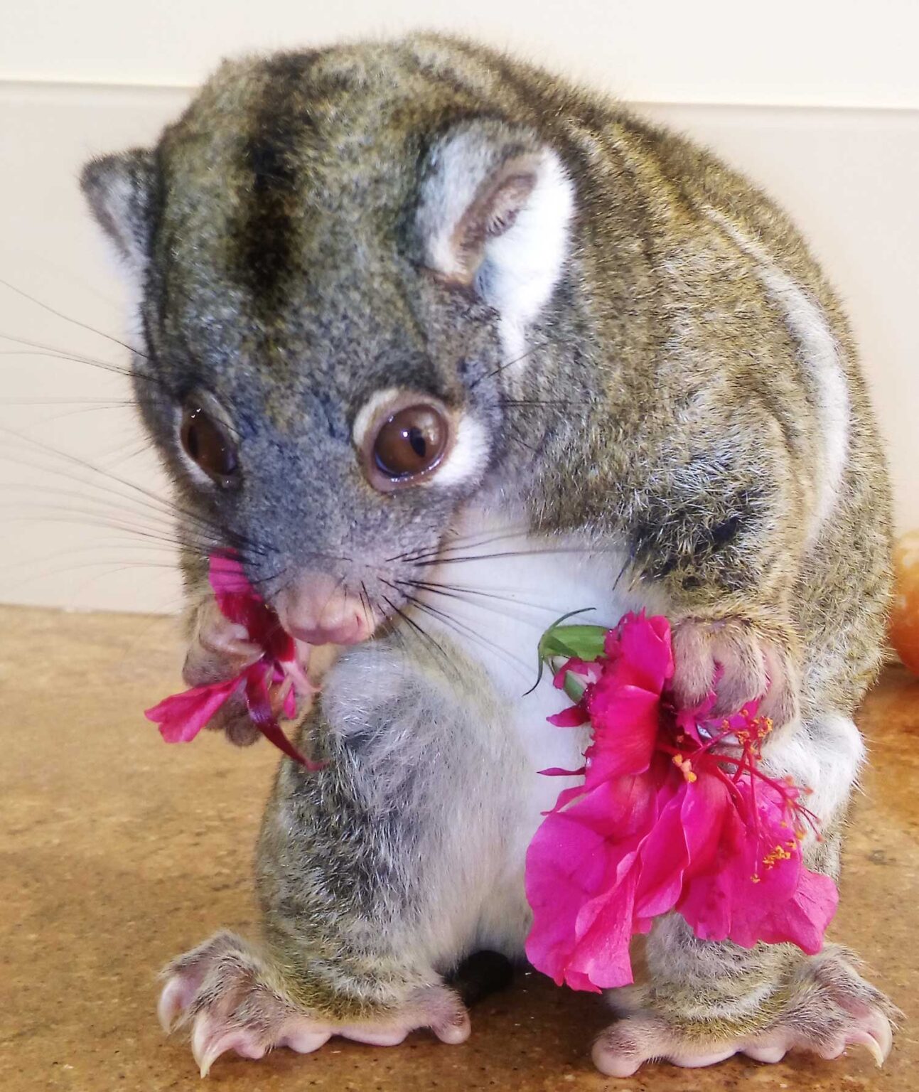 Quirky & unique accommodation you won’t believe is in the tropics ...