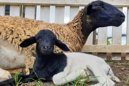 Kurcow Farm Experience | Cairns & Great Barrier Reef