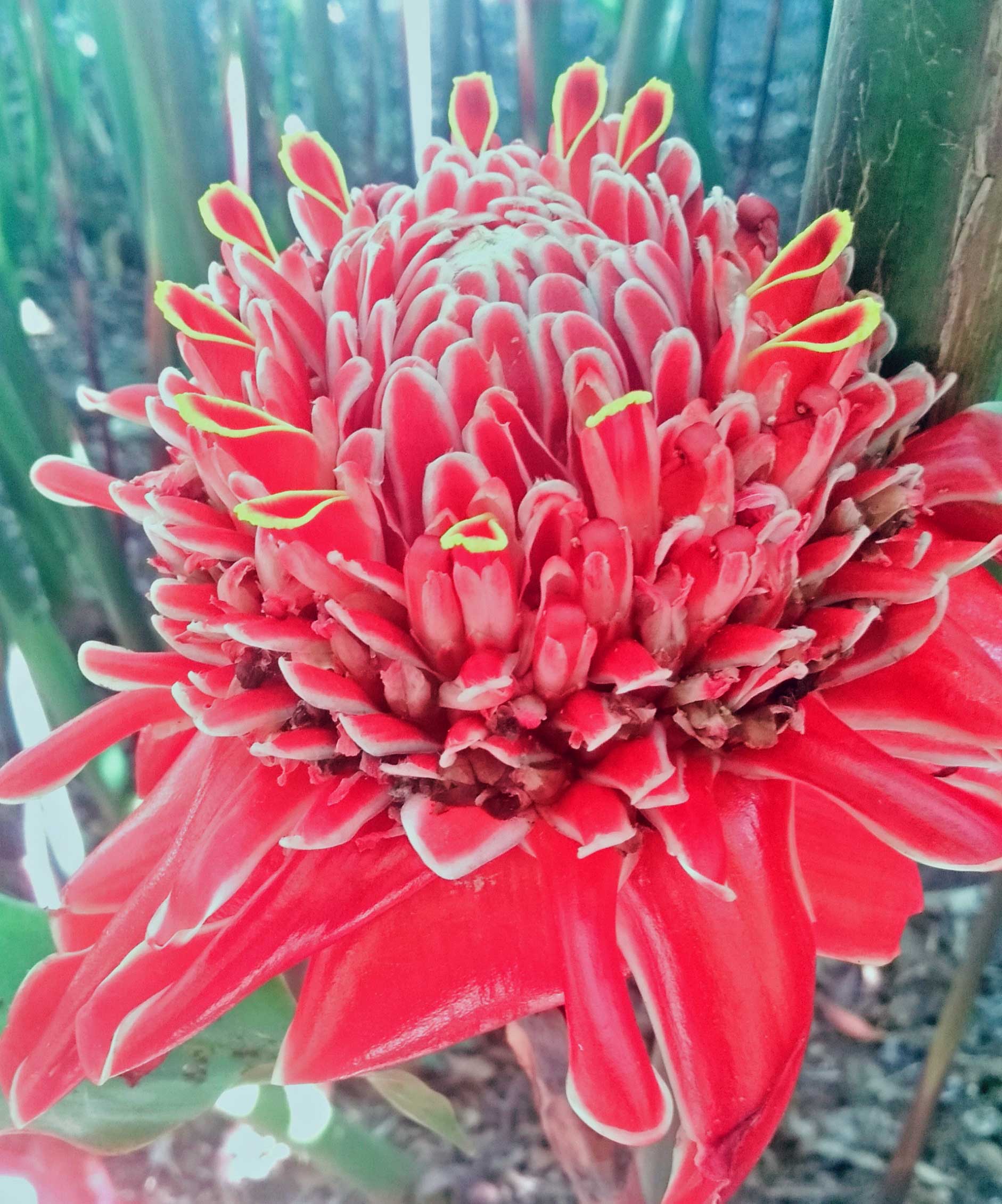 Nourish Your Soul in the Cairns Botanic Gardens | Cairns & Great ...